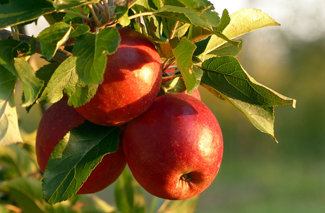 Your Guide to Ontario Produce in Season with Millar Berry Farms
